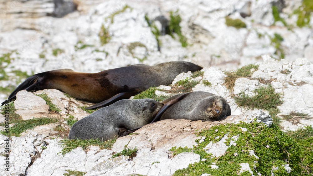 newborn new zealand fur seal pup drinking milk from its mother spotted ...
