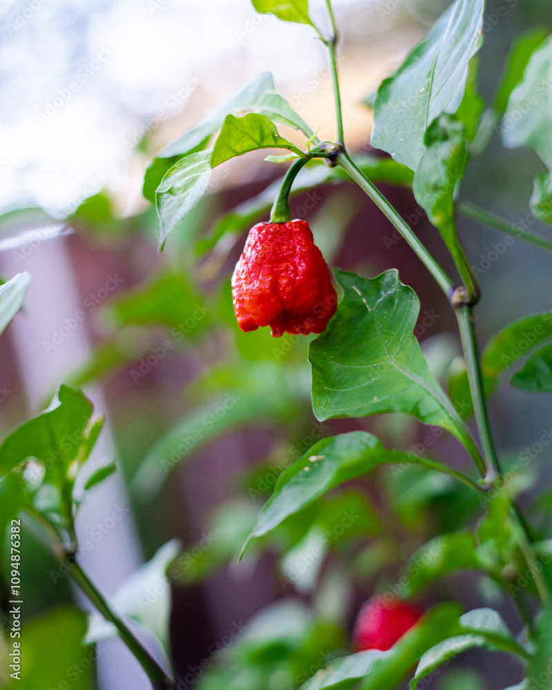 Lookup view ripe Carolina Reaper chili pepper ready to harvest at ...