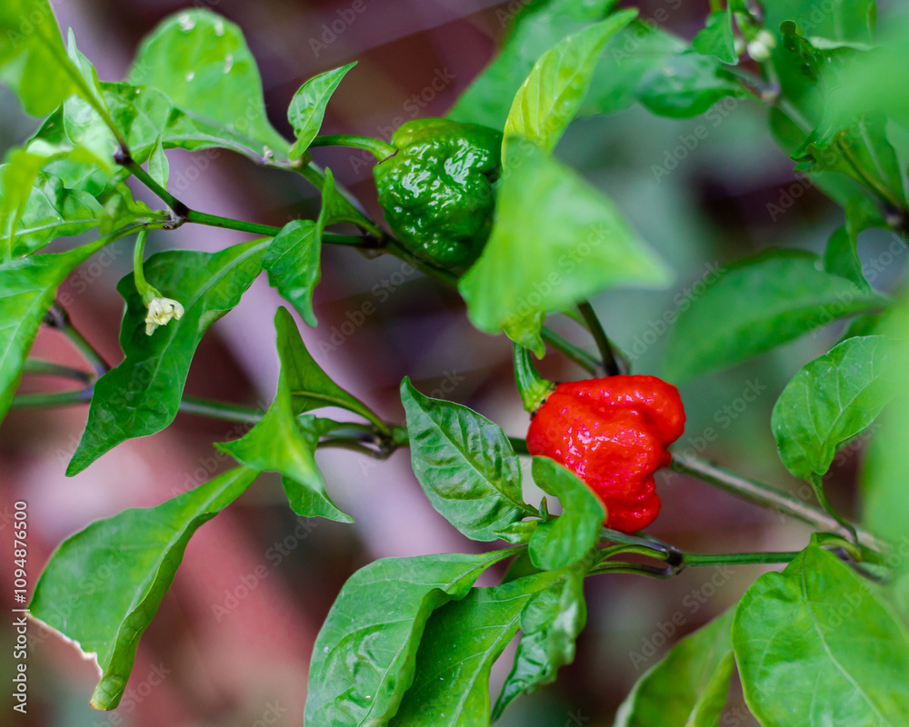 Green, red fruits and flower of Carolina Reaper chili pepper ready to ...