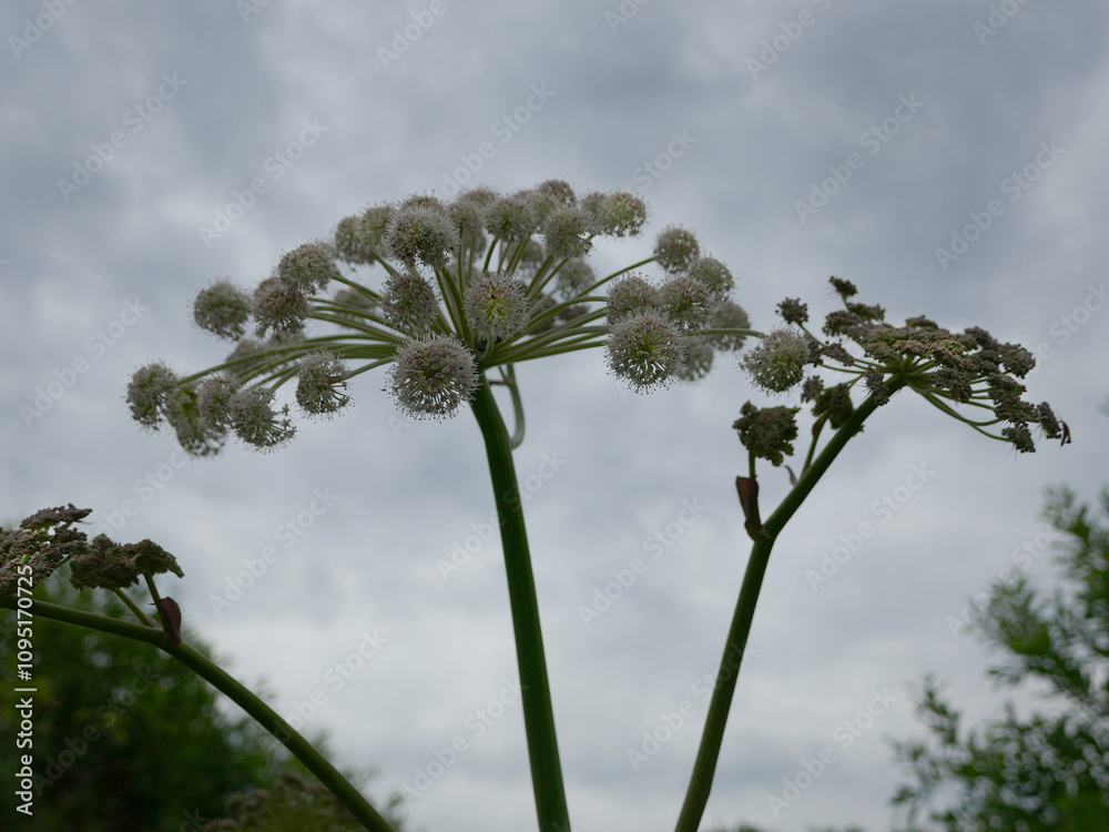 Angelica (Archangelica officinalis) inflorescence on a tall-grass wet ...