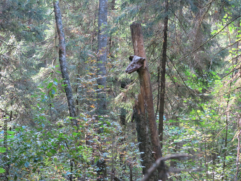 bark on a forest tree looks like the head of a dog or a bear Stock ...
