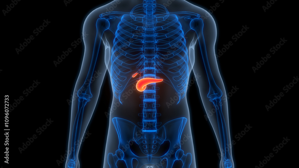 Human Internal Organs Pancreas with Gallbladder Anatomy Stock ...