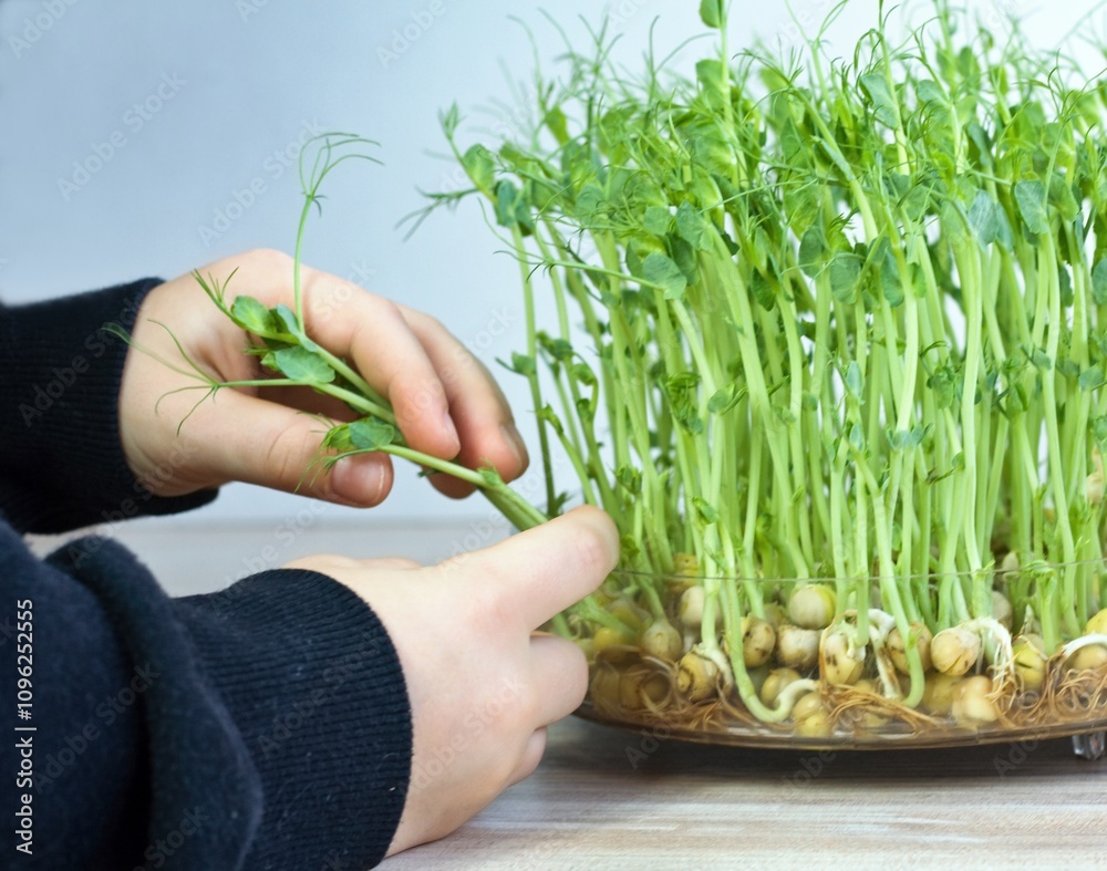 Boy´ s hand picking peas microgreens stems cultivated at home ...