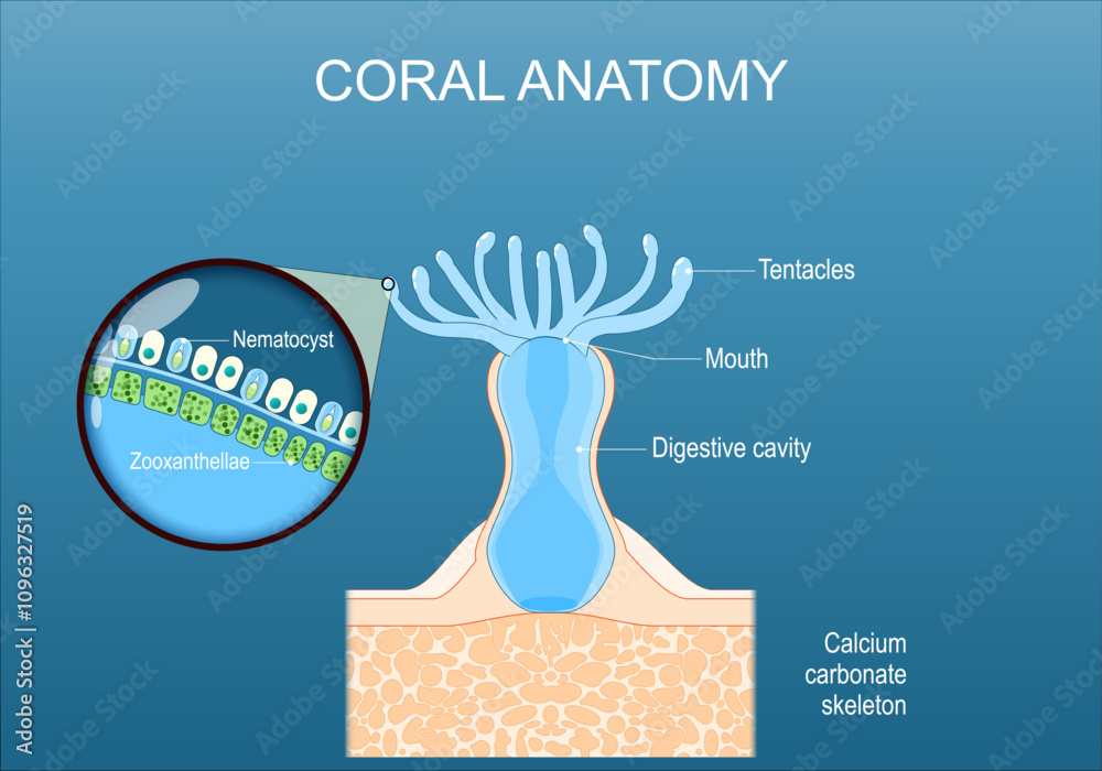 เวกเตอร์ Stock Coral anatomy. Cross section and structure of a polyp ...