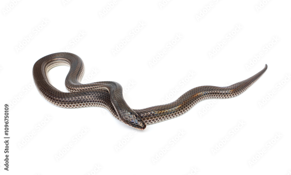 Sunbeam snake - Xenopeltis unicolor isolated on white background. It is ...