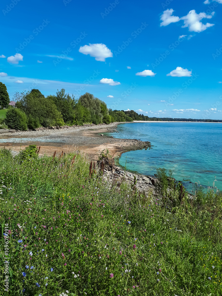River bank with blue-green algae (Cyanobacteria) blooming in water ...