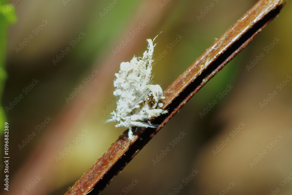 A close-up macro shot of a white wax cicada (Phylliana alba) on a ...