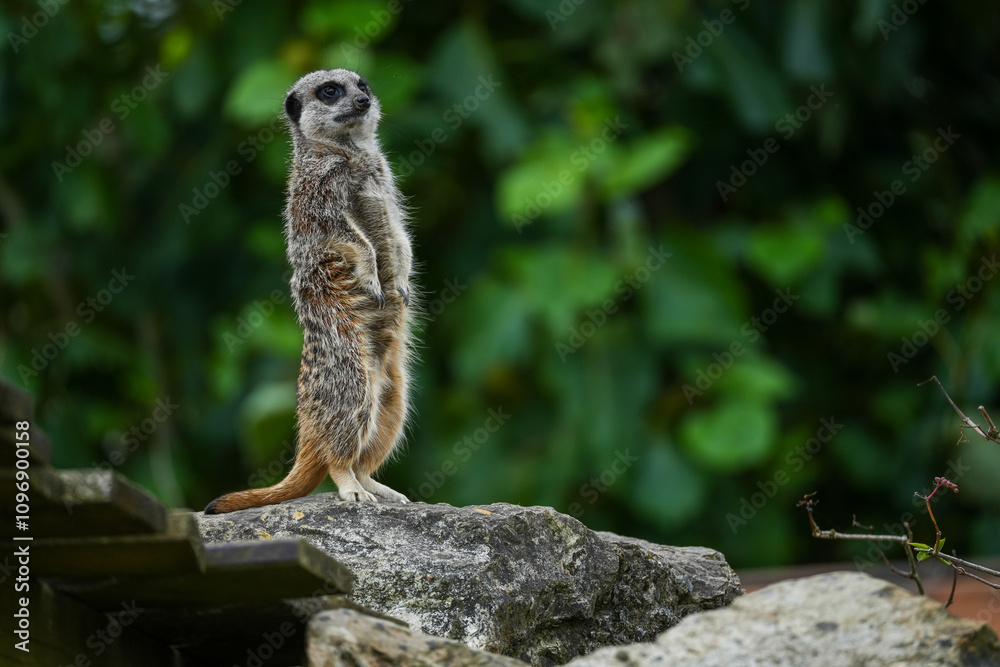 A vigilant meerkat standing on look-out at its enclosure at Folly Farm ...