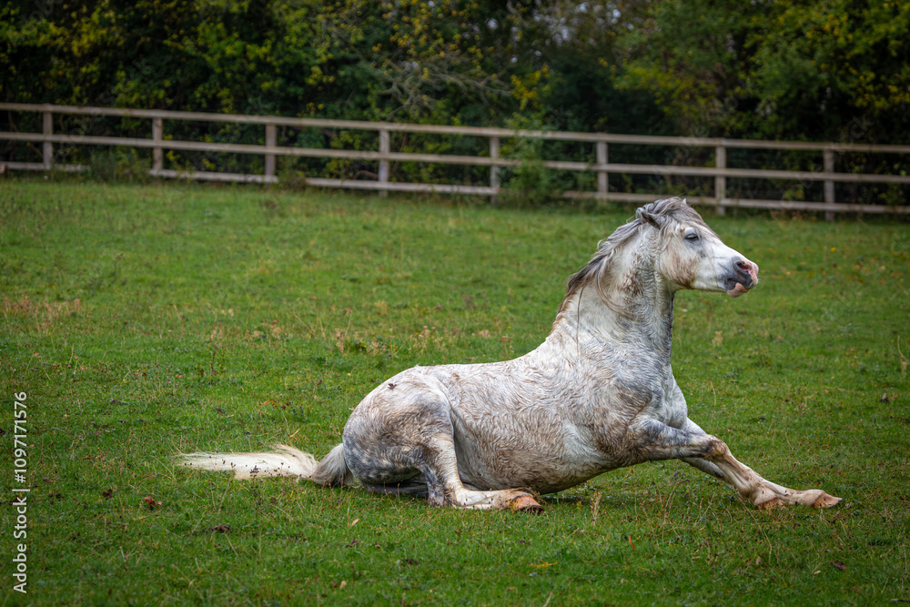 Section A Welsh cob stallion having a roll in his field, Image shows ...