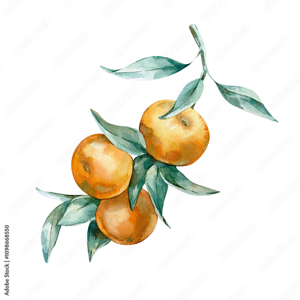 Mandarin branch with leaves isolated on white background. Hand drawn ...