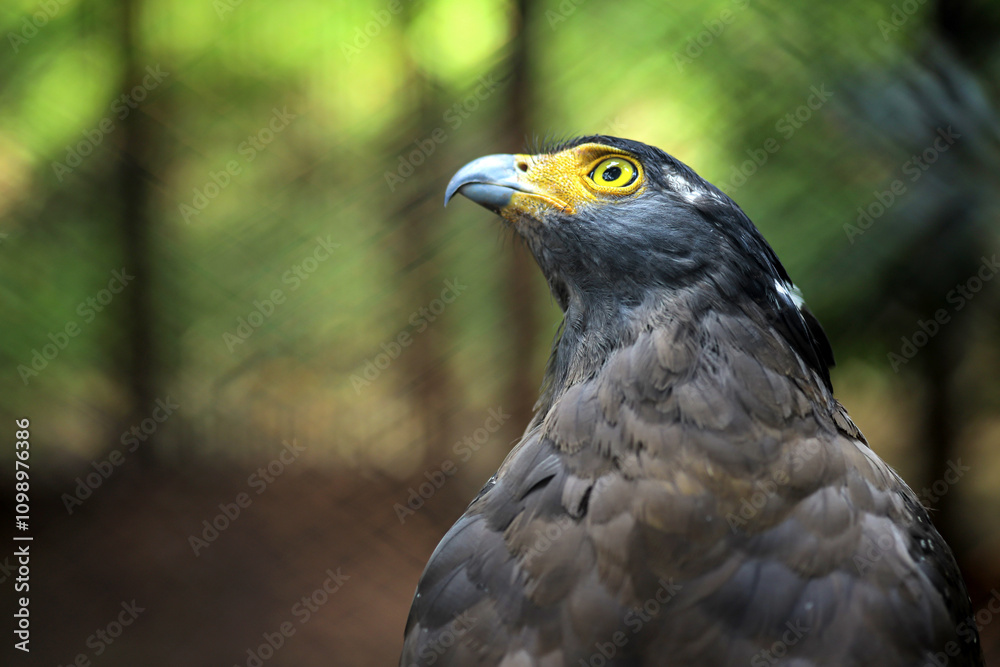 Selective Focus of Face a Ferocious Crested Serpent Eagle (Spilornis ...