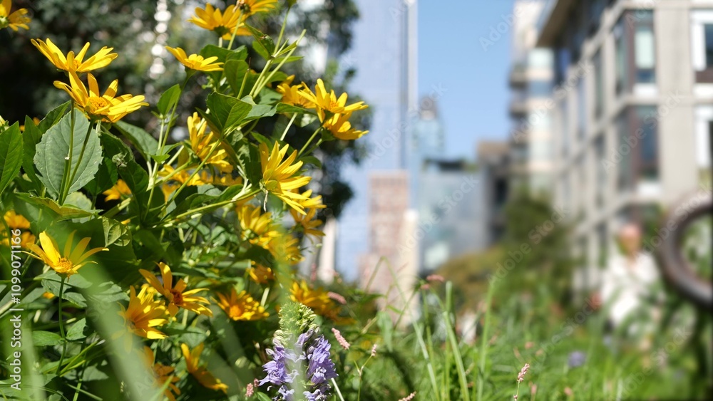 New York City High Line elevated greenway, Manhattan Midtown, USA ...