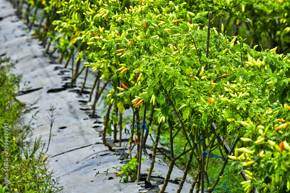 Cayenne pepper contains vitamin B6, folic acid, potassium and beta-carotene which can prevent ...