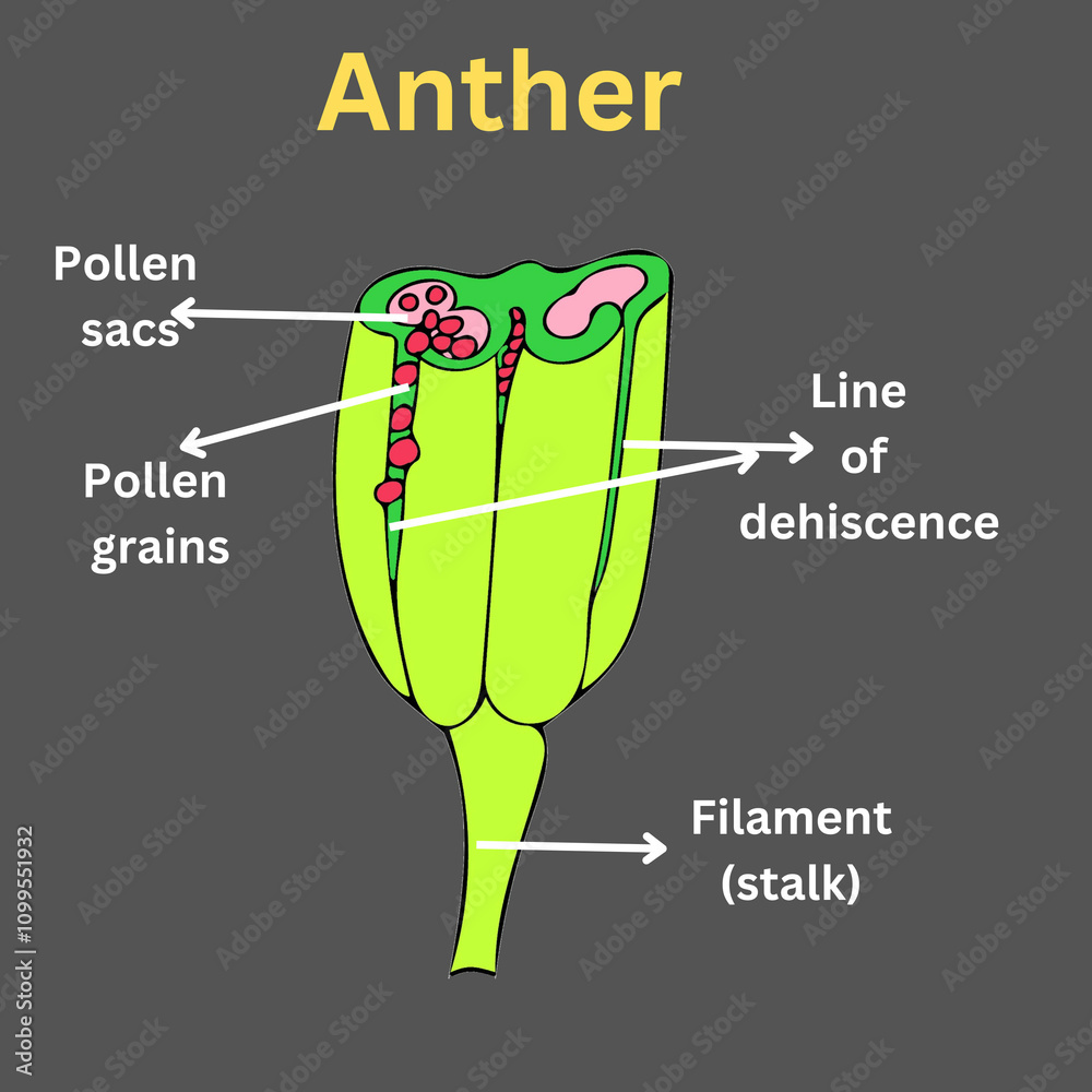 Ilustración de Stock parts of anther biology illustration science ...