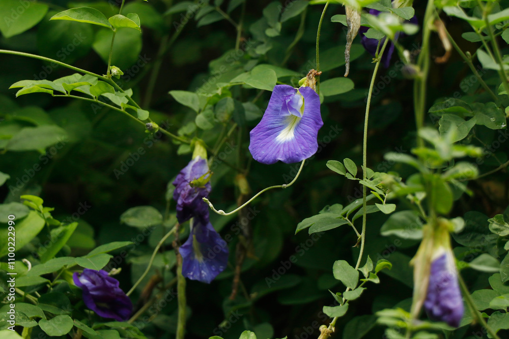 Clitoria ternatea, commonly known as Asian pigeonwings, bluebellvine ...