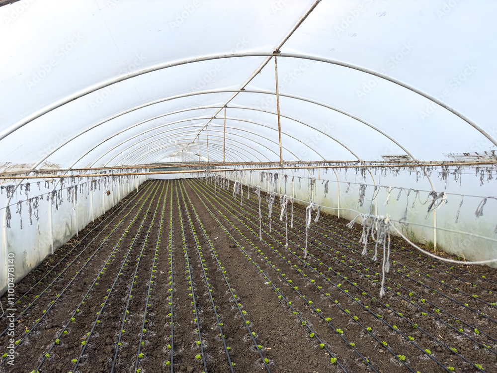 Greenhouse in a farm , Greenhouse cultivation as an all-season fruit ...