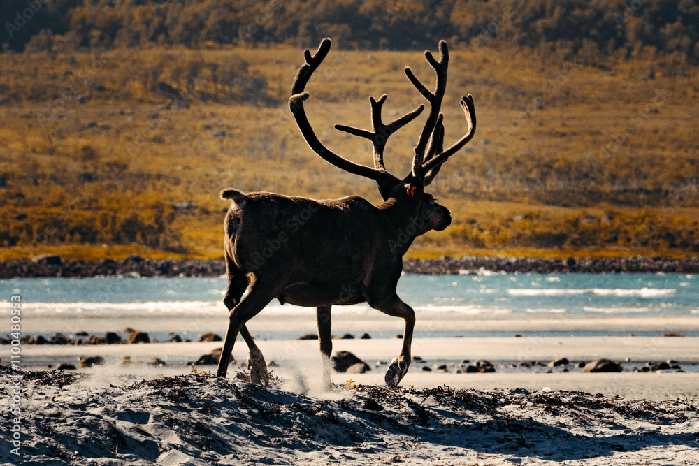 Majestic Reindeer in Their Natural Habitat Surrounded by Breathtaking ...