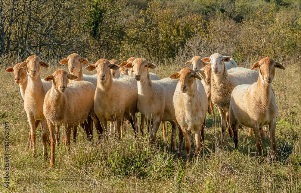 Typical Rouge de l' ouest sheep stood in a flock known for their lack ...