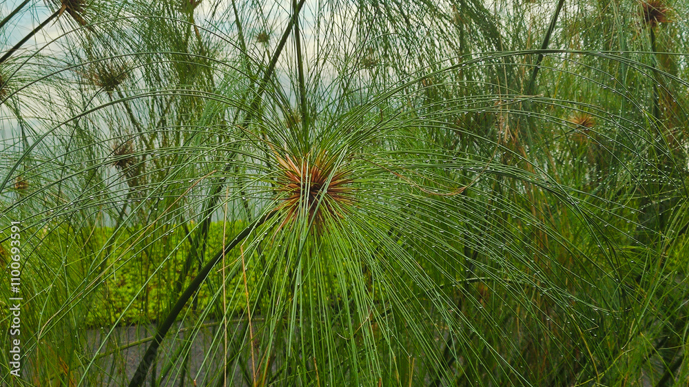 Egyptian plant paper Cyperus papyrus, is a material similar to thick ...