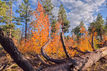 Autumn Forest Trees Autumnal Free Stock Photo - Public Domain Pictures