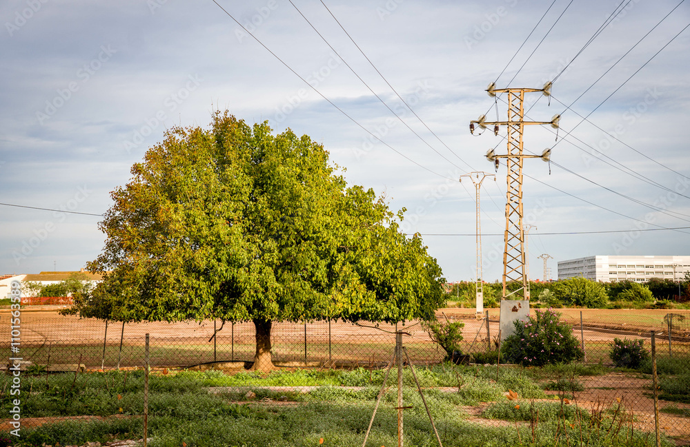 Tree with Green Leaves Next to Electric Pole Tower with High Tension ...