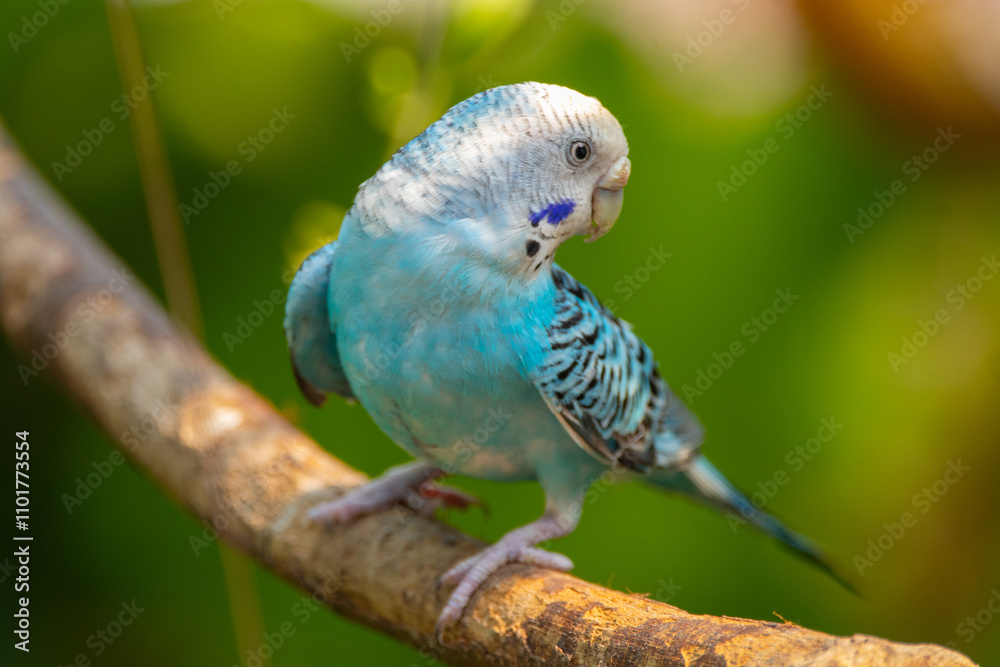 The budgerigar (Melopsittacus undulatus), also known as the common ...
