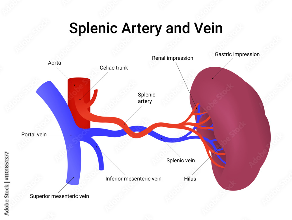 Diagram of Splenic Artery and Vein Stock Vector | Adobe Stock