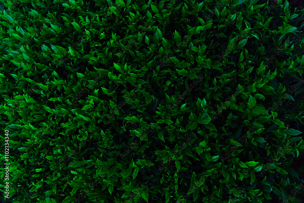 Texture of fluffy green bush close up in tea plantation in beautiful ...