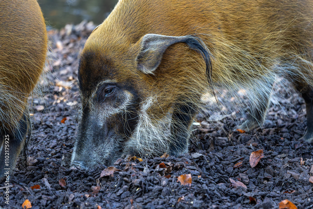 Red river hog, Potamochoerus porcus, also known as the bush pig. Stock ...