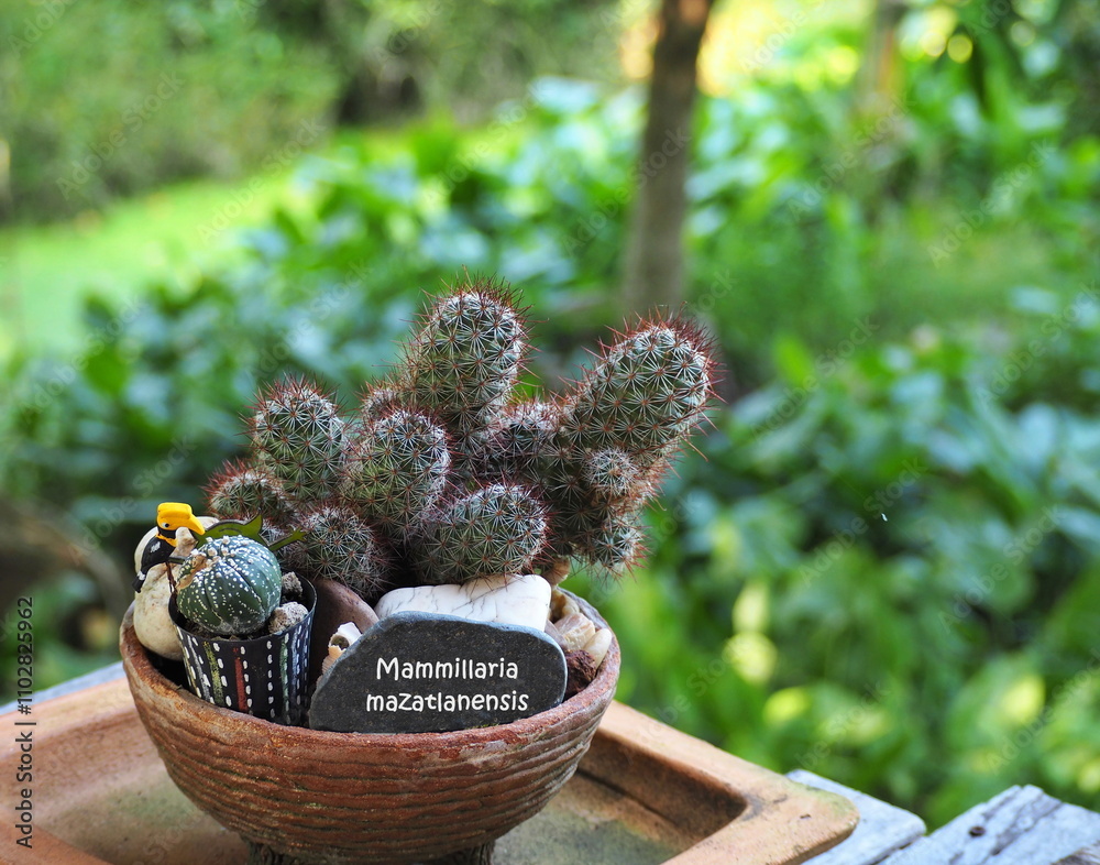 Sign in stone saying "Mammillaria mazatlanensis". Cactus planted in pot ...
