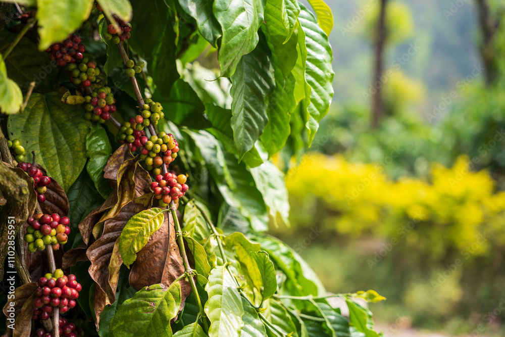 Ripe Red coffee bean berry plant fresh seed coffee tree growth in green ...