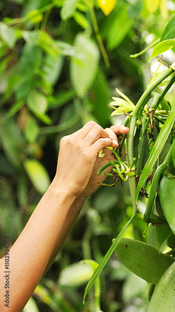 Hand pollination of vanilla planifolia flower in a plantation Stock ...