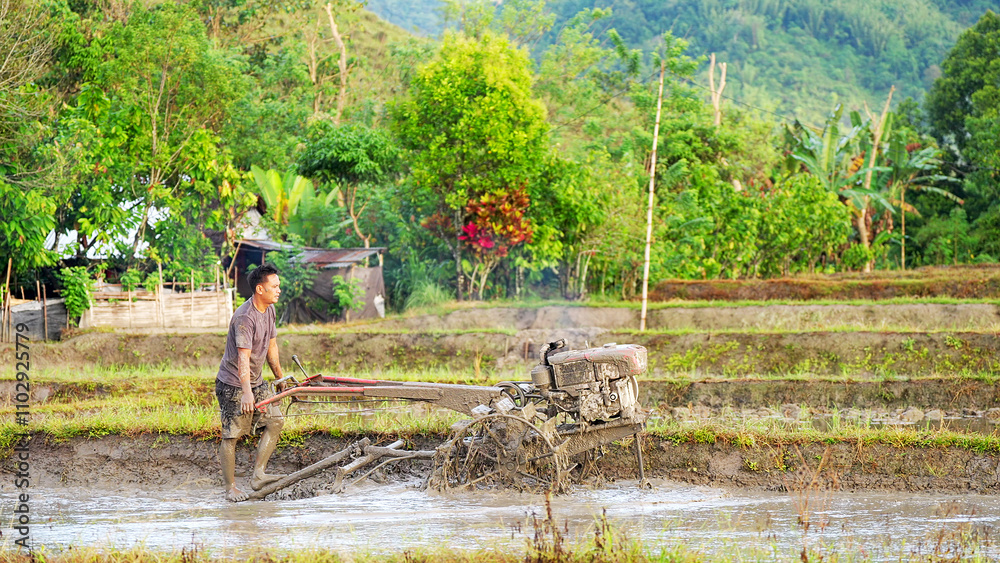 Southeast asian farmer harrowing a paddy field by guiding a hand ...