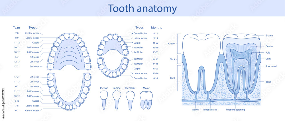 Diagram of human teeth with symbols. Dental medical vector illustration ...