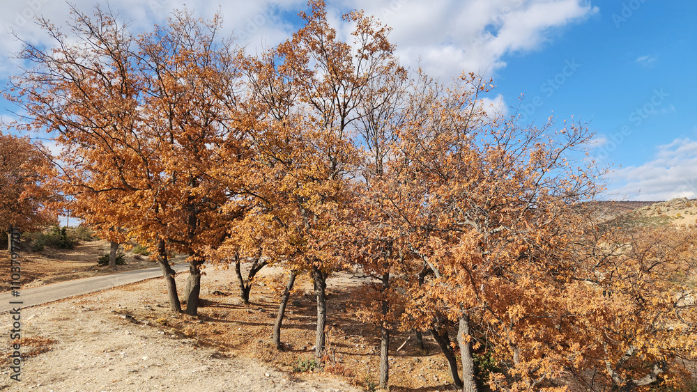 Beautiful trees of the kasnak oak (Quercus vulcanica), a rare oak ...