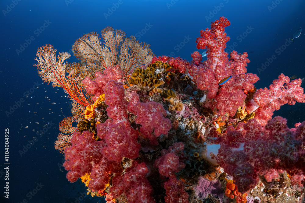 Real coral reef underwater photography marine biology ecosytem with ...