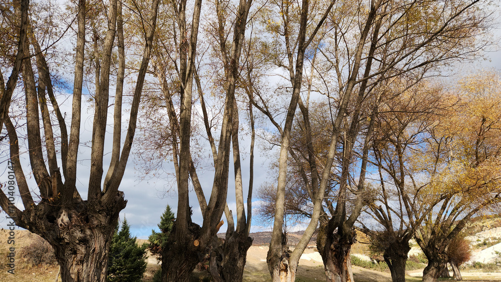 Willow trees (Salix sp.) in the Sogutozu (lit. means willows land ...