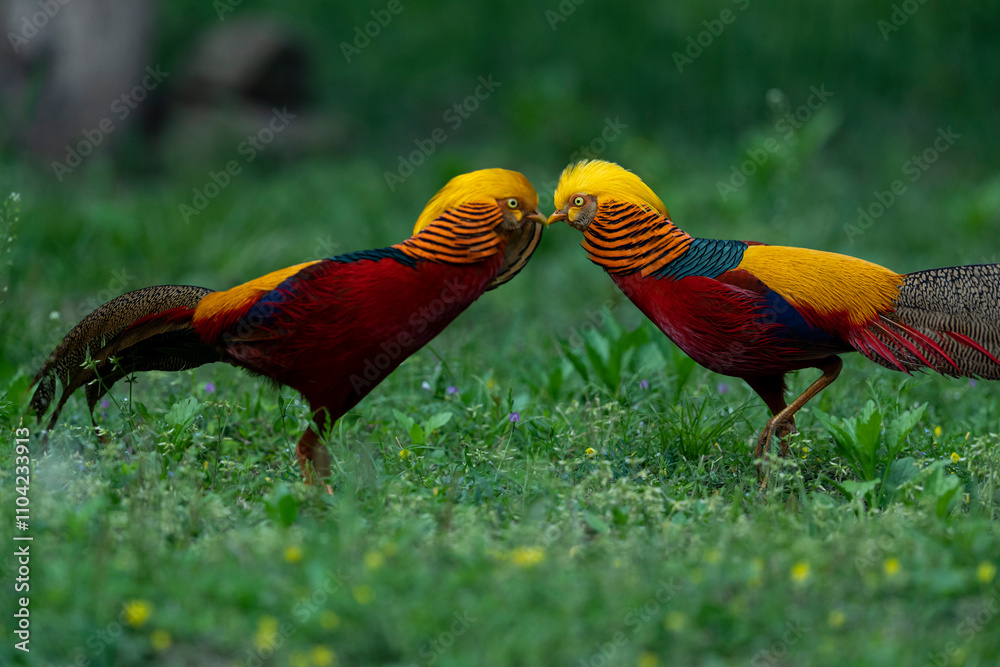 Two adult male Golden Pheasants (Chrysolophus pictus) are facing to ...