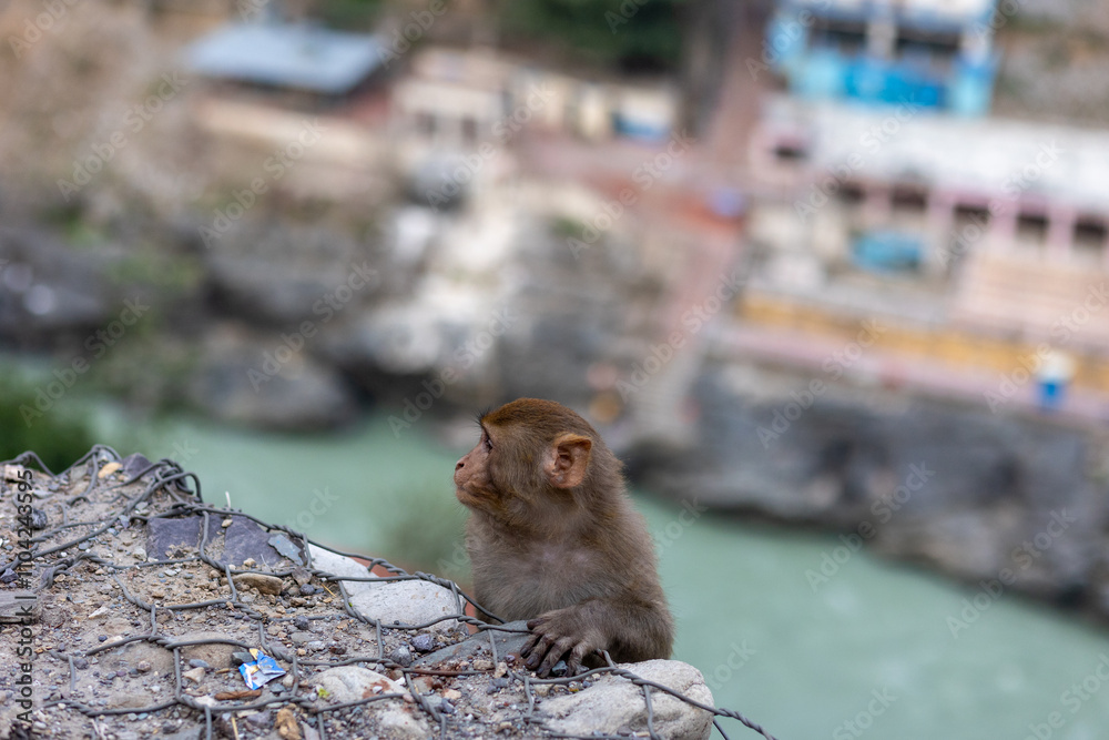 Indian monkey hanging on the cliff with river below and a colorful ...