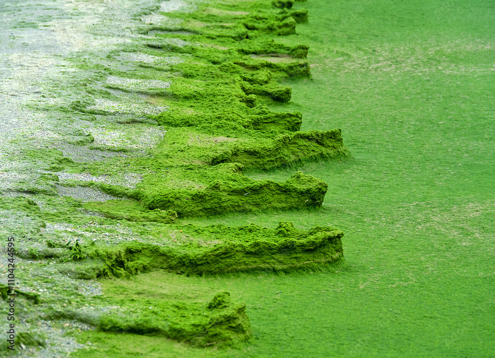 Tongue of shell-sand, sand spit with algae (Cladophora) shore. The ...