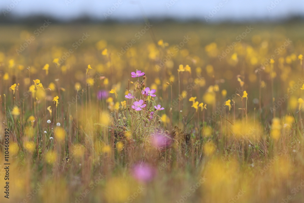 Drosera indica, sometimes known as the Indian sundew, is a species of ...