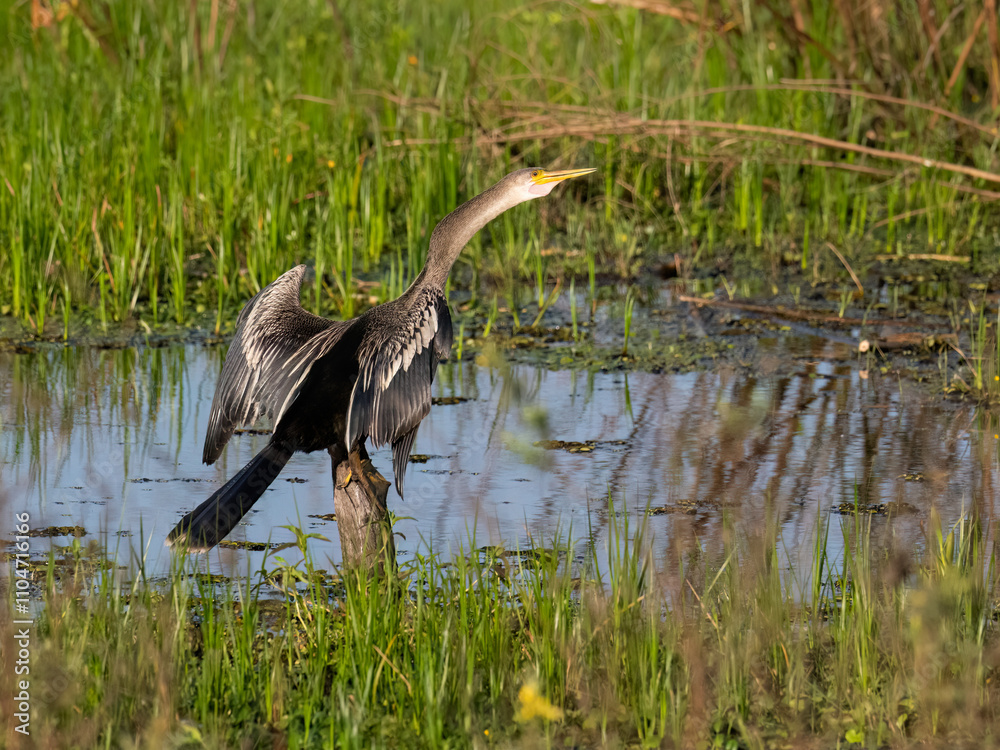 Anhinga showcasing its iconic pose of spreading its wings to dry after ...