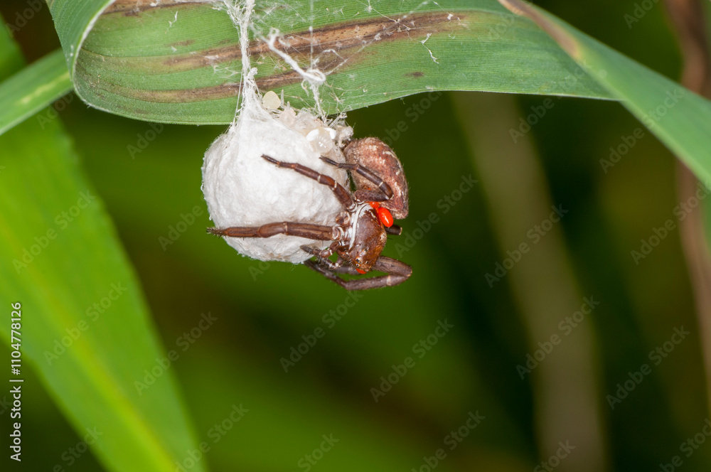 Ground crab spider with parasitic mites protecting the egg sac in ...