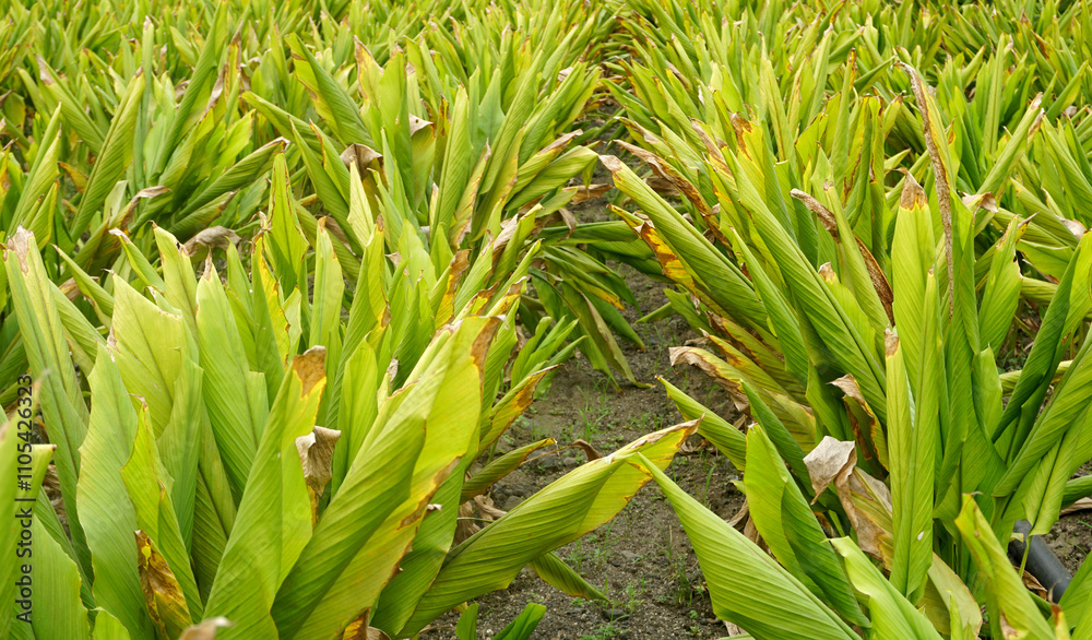 Turmeric plant field in India. Agriculture background of healthy and ...