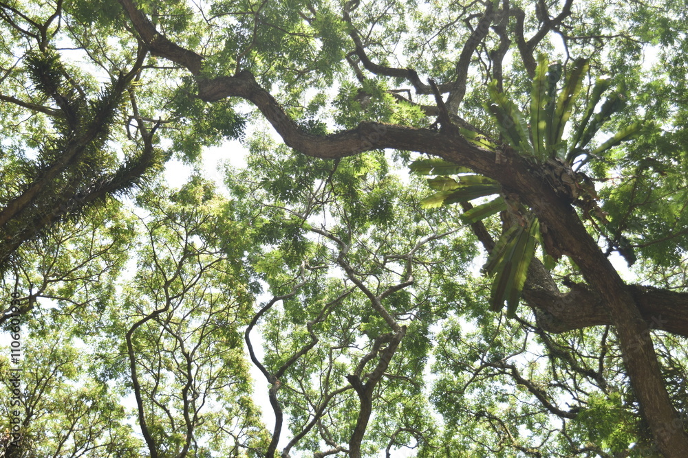 Frog eye view of old Samanea saman trees with moss and fern, a species ...