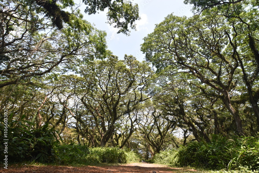 A cluster of old Samanea saman trees in the forest, a species of ...