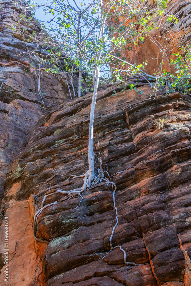 Trees cling to life in the remote Southern Lost City by seeking water ...