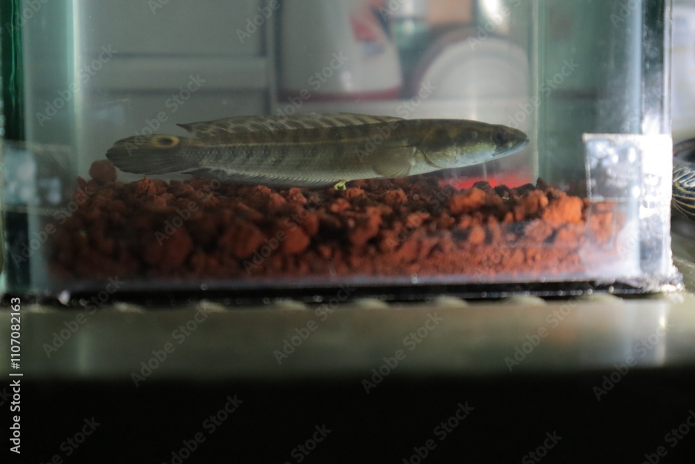Channa Maru Yellow Sentarum, scientifically known as Channa marulioides ...