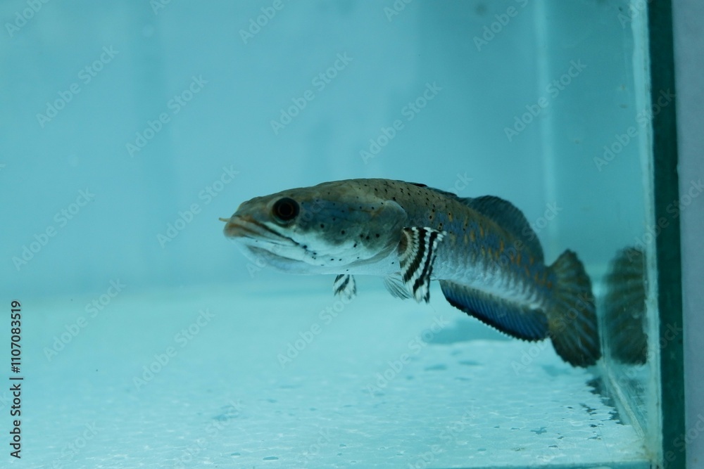 Channa Auranti snakehead fish. a predatory fish with a very beautiful ...