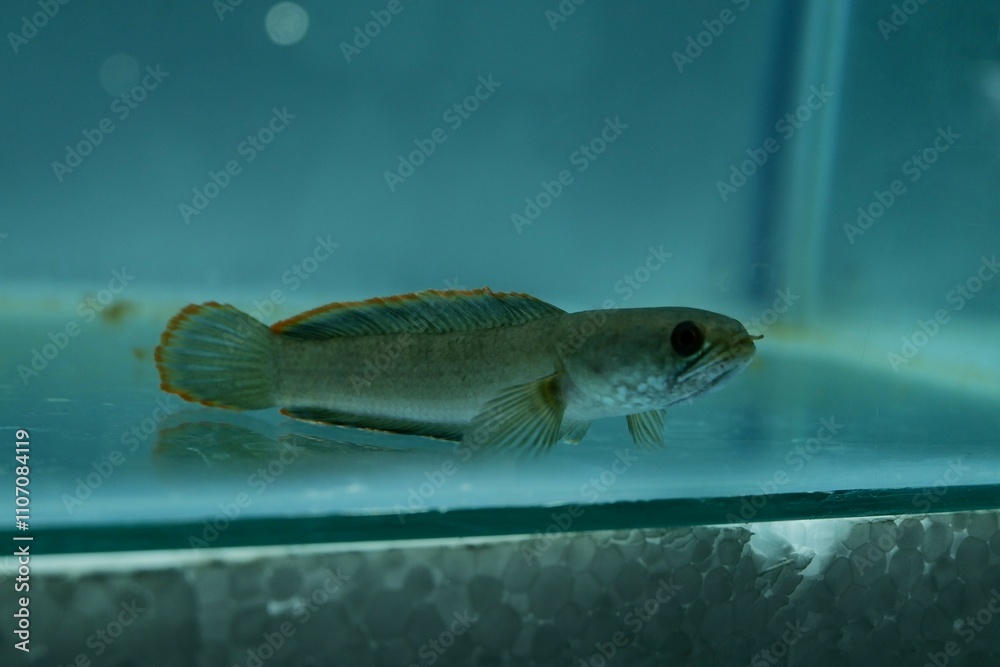 Channa Auranti snakehead fish. a predatory fish with a very beautiful ...